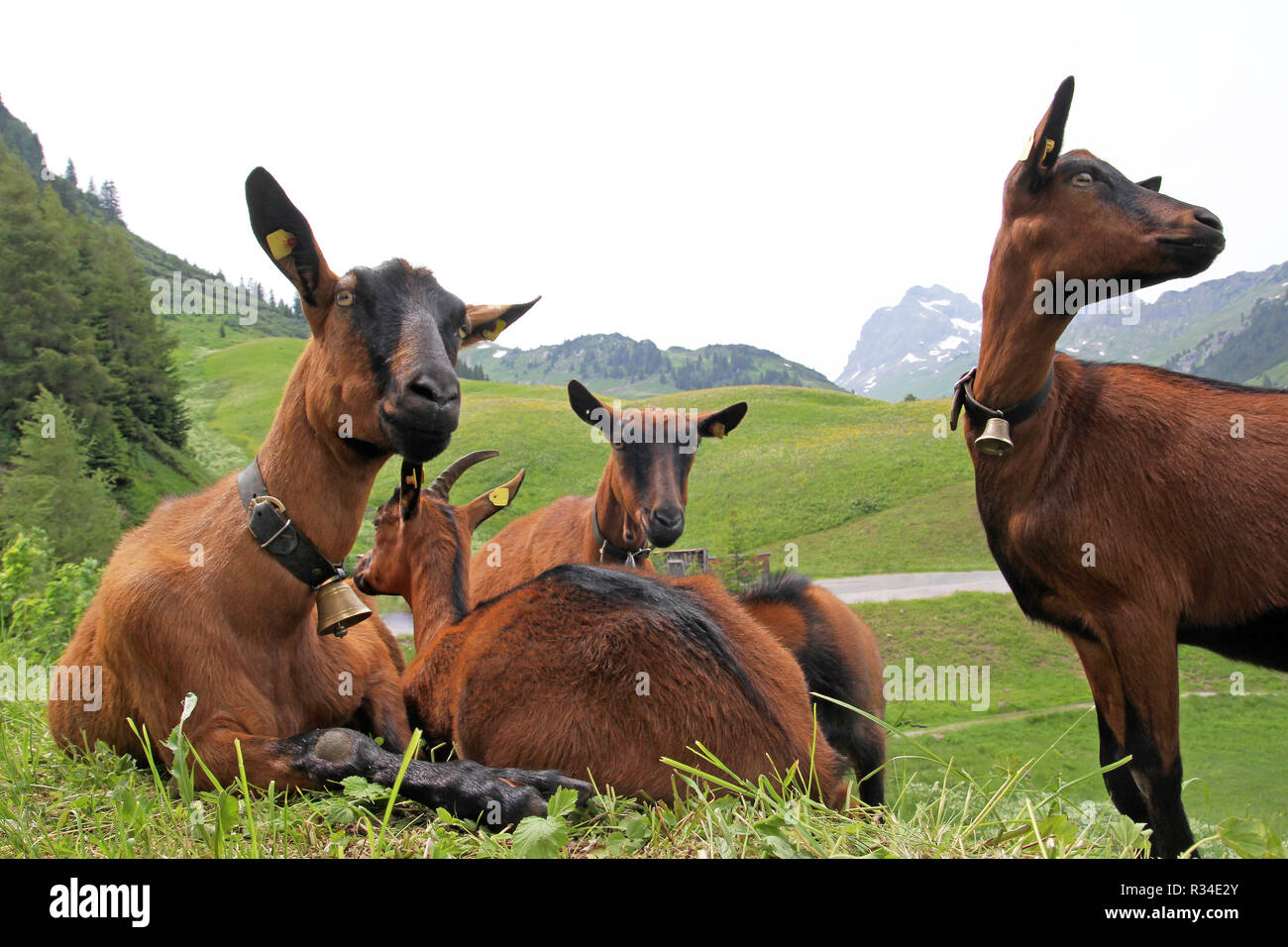 Bergziegen bergziege hi-res stock photography and images - Alamy