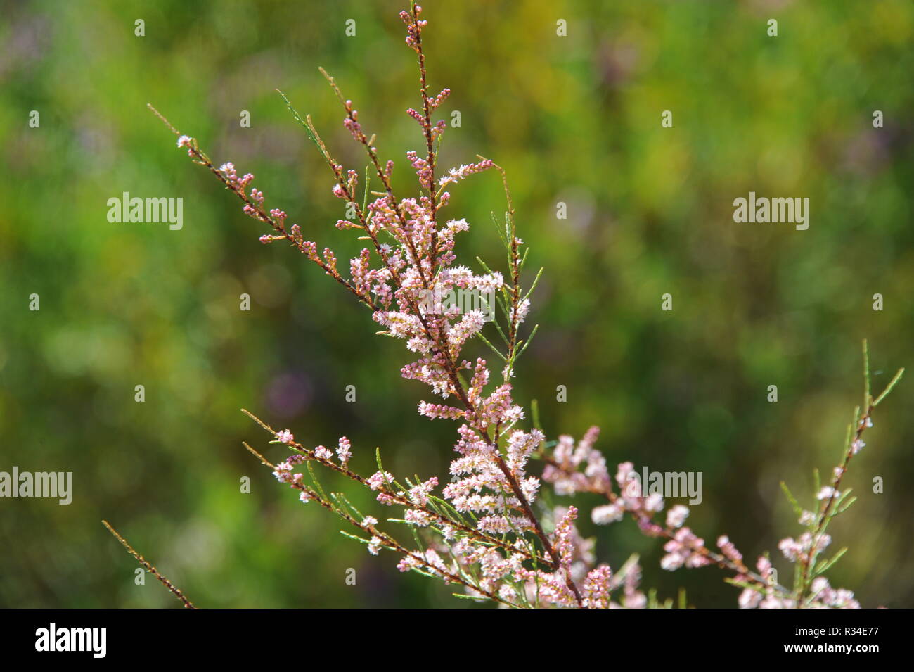 Tamarindenbla te hi-res stock photography and images - Alamy