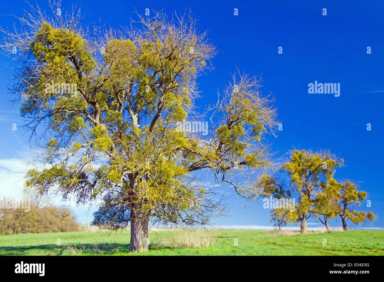 Mistletoe plants hi-res stock photography and images - Alamy