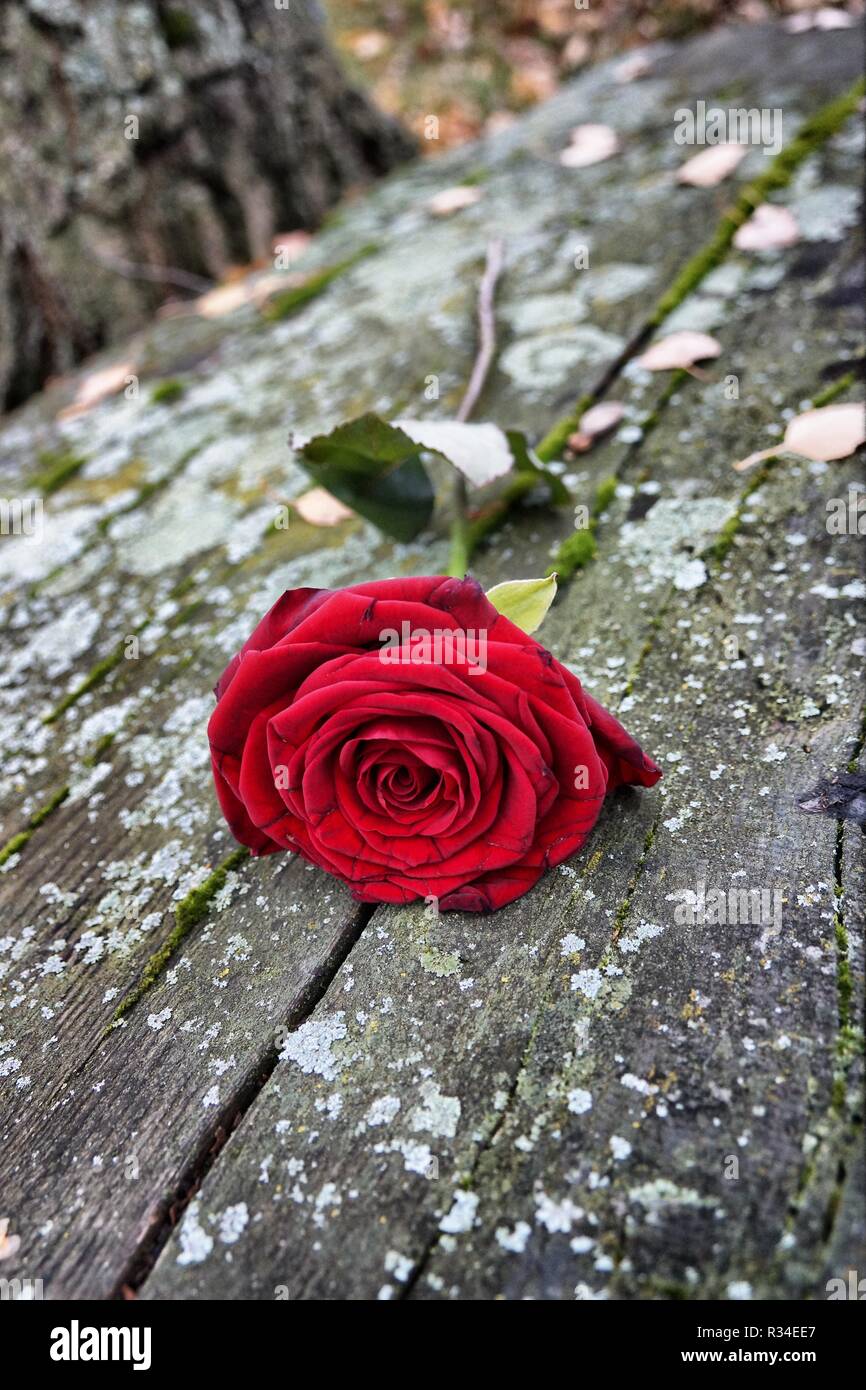 Red rose on gravestone on hi-res stock photography and images - Alamy