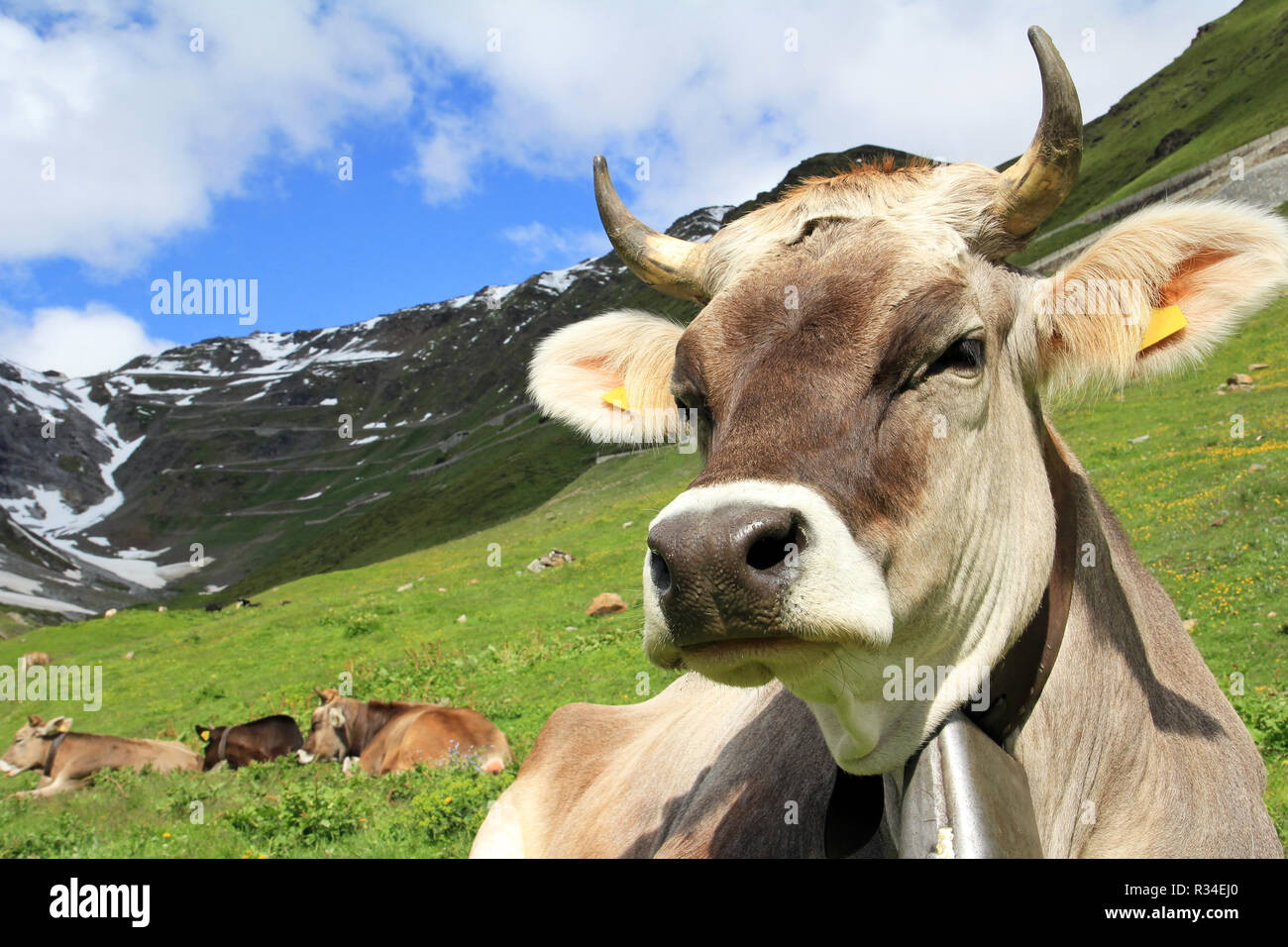 the cow in the alps Stock Photo - Alamy
