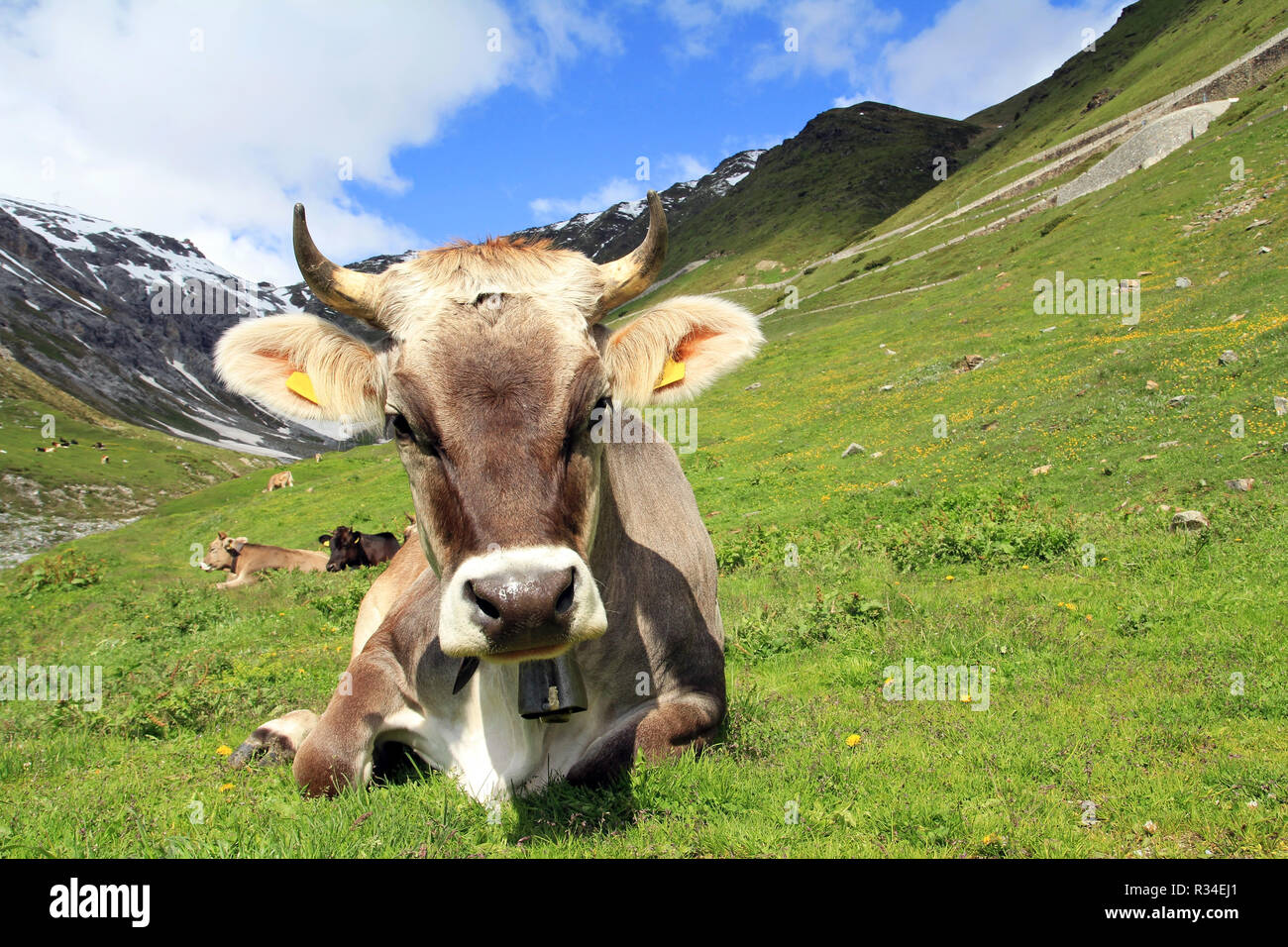 the cow in the alps Stock Photo - Alamy