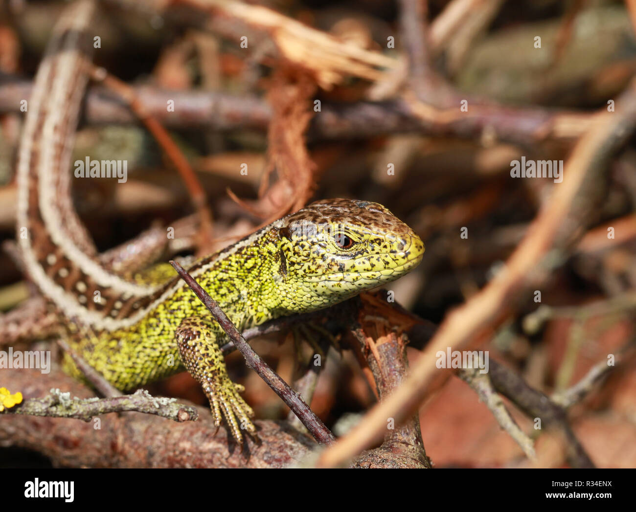 Reptiles of nature hi-res stock photography and images - Alamy