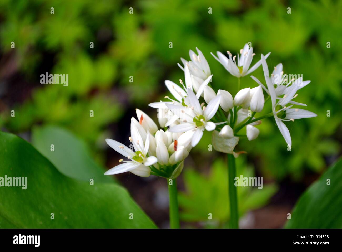 wild garlic flowers Stock Photo - Alamy