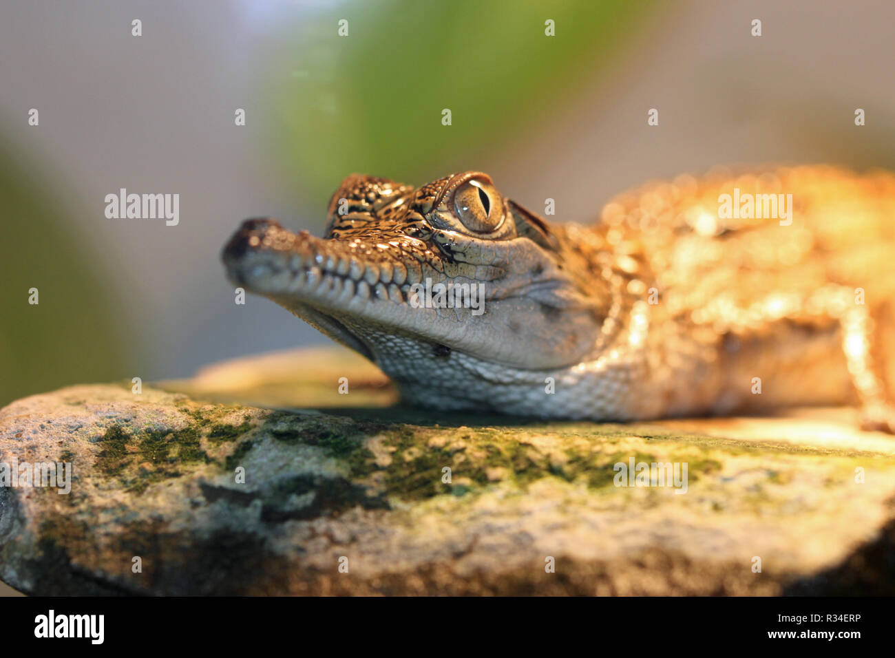 Young aligator hi-res stock photography and images - Alamy