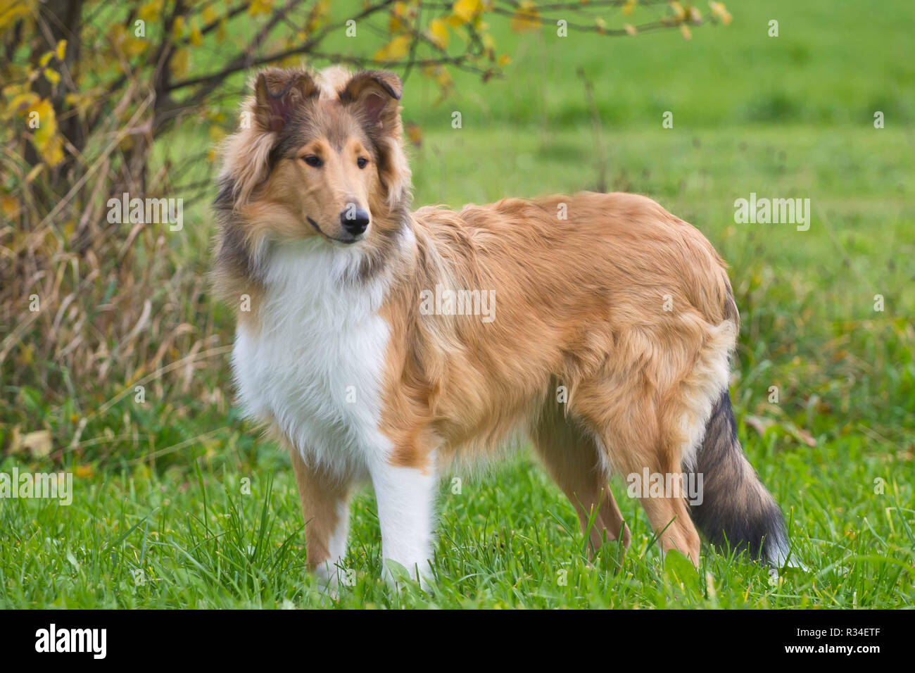 American collies hi-res stock photography and images - Alamy