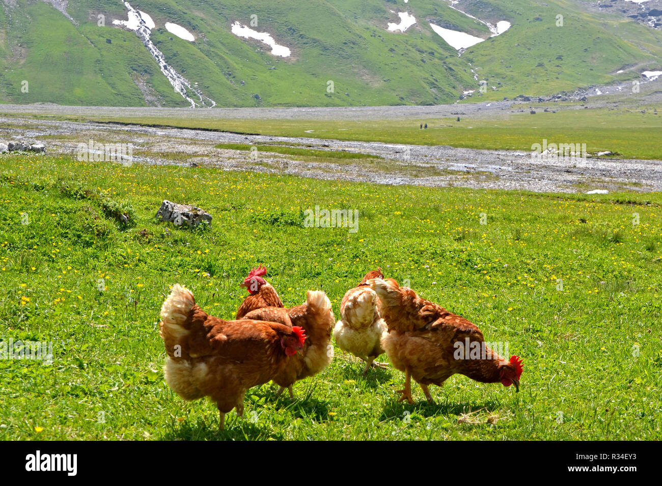 Happy chickens hi-res stock photography and images - Alamy