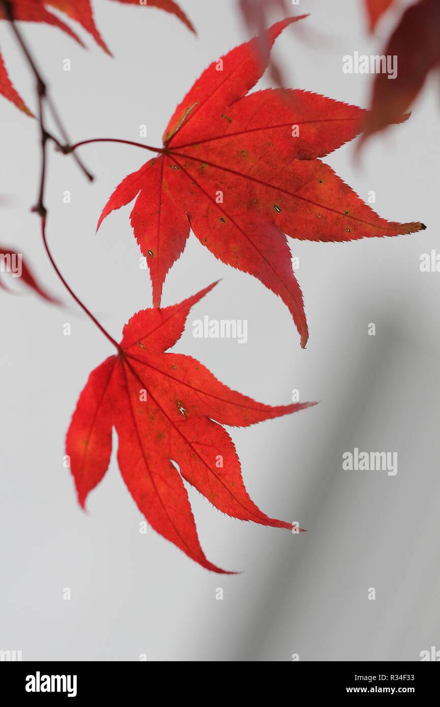 Sharpen leaves hi-res stock photography and images - Alamy
