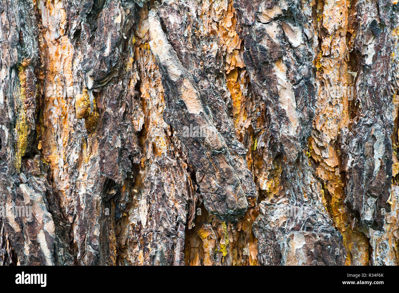 Tree trunk resin hi-res stock photography and images - Alamy