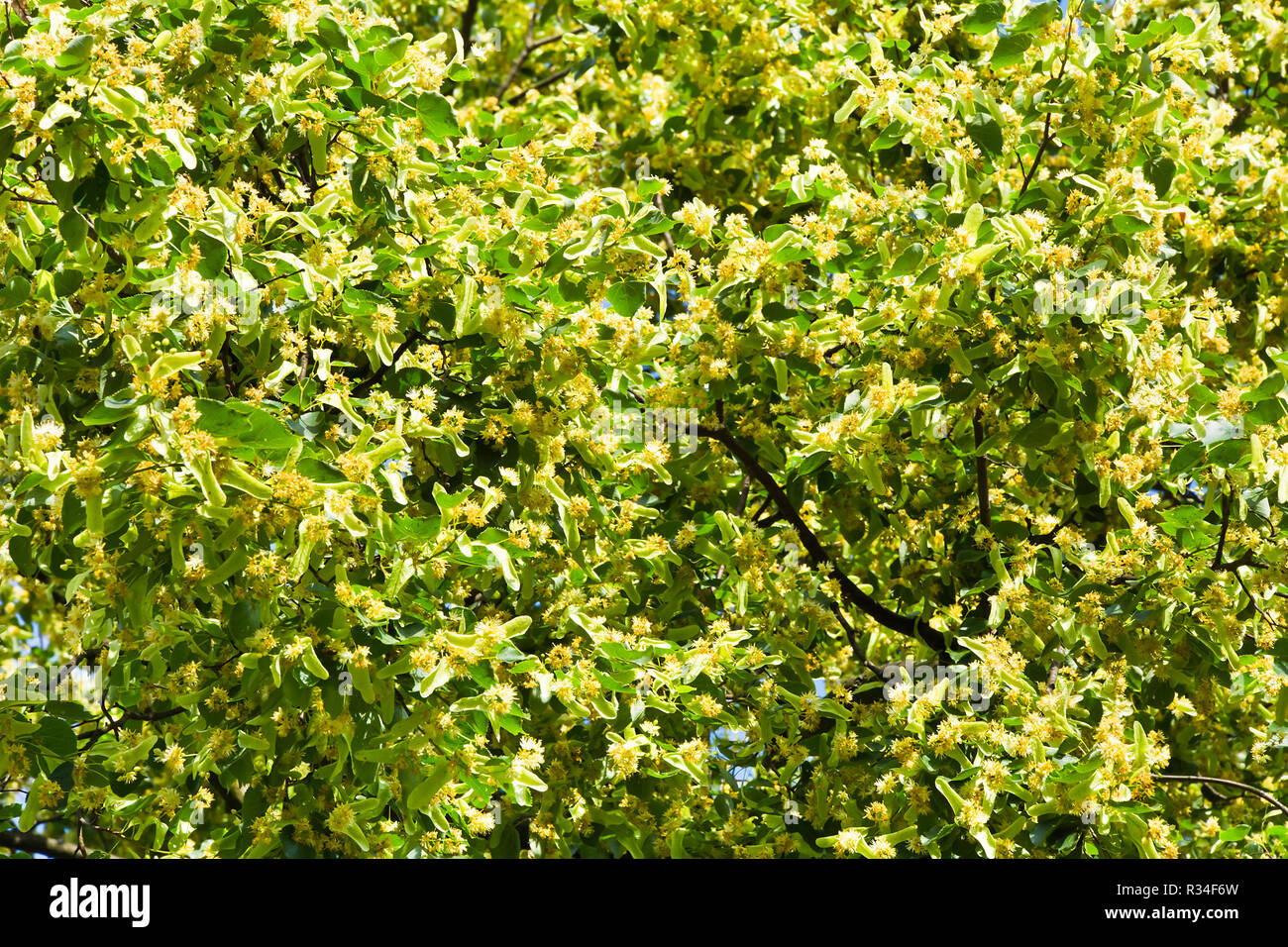 Beauty Of Lime Trees High Resolution Stock Photography and Images - Alamy