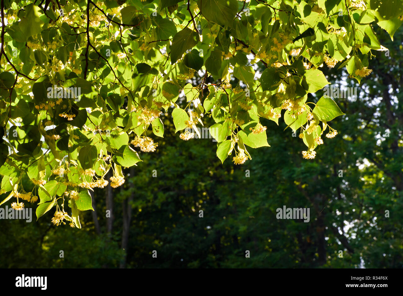 Beauty of lime trees hi-res stock photography and images - Alamy