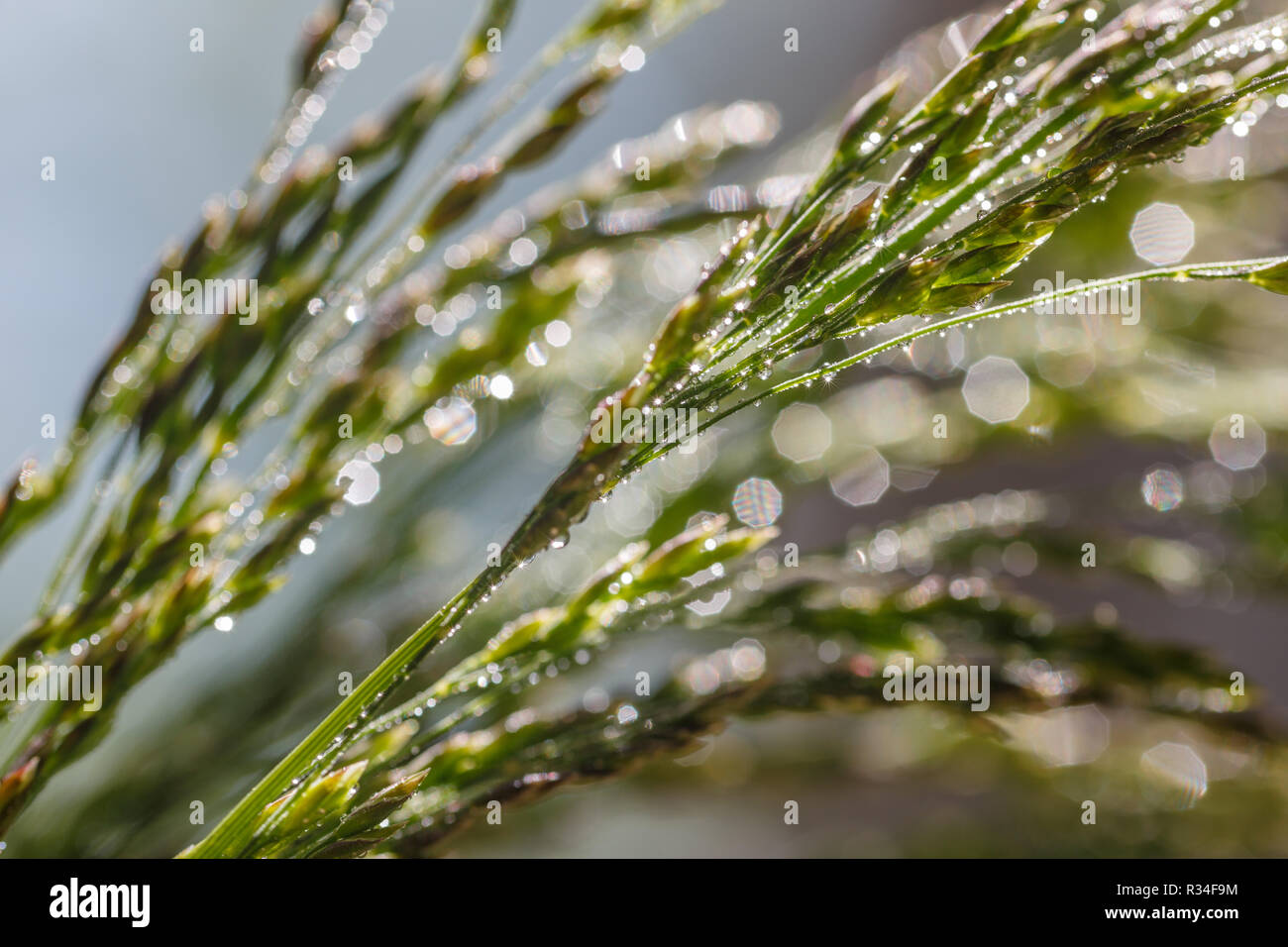 grass in rain and light Stock Photo - Alamy