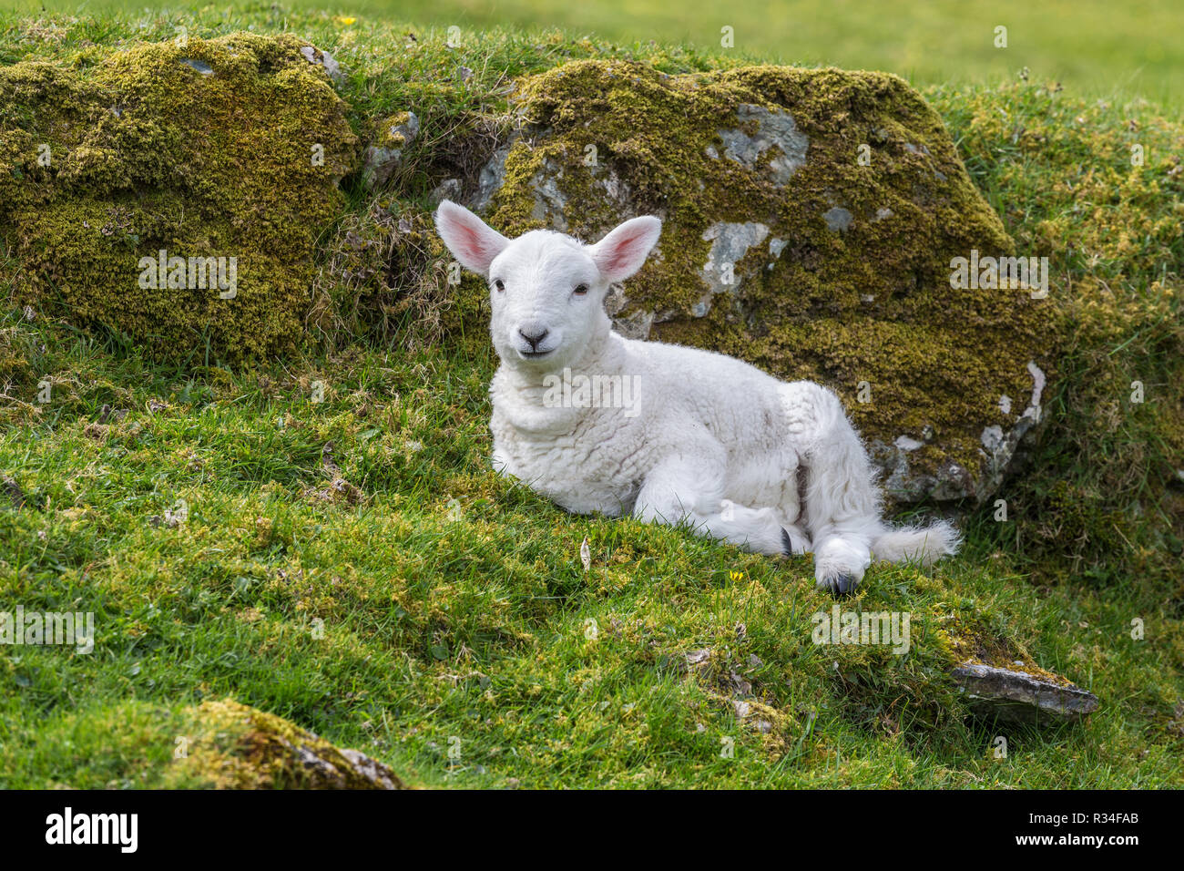 Tired lamb hi-res stock photography and images - Alamy