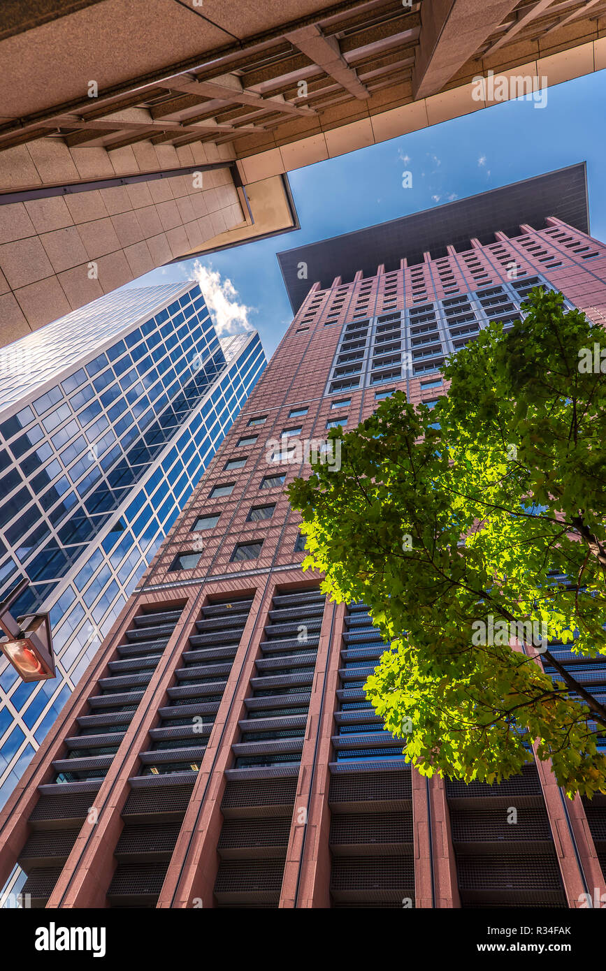 skyscraper and tree Stock Photo - Alamy