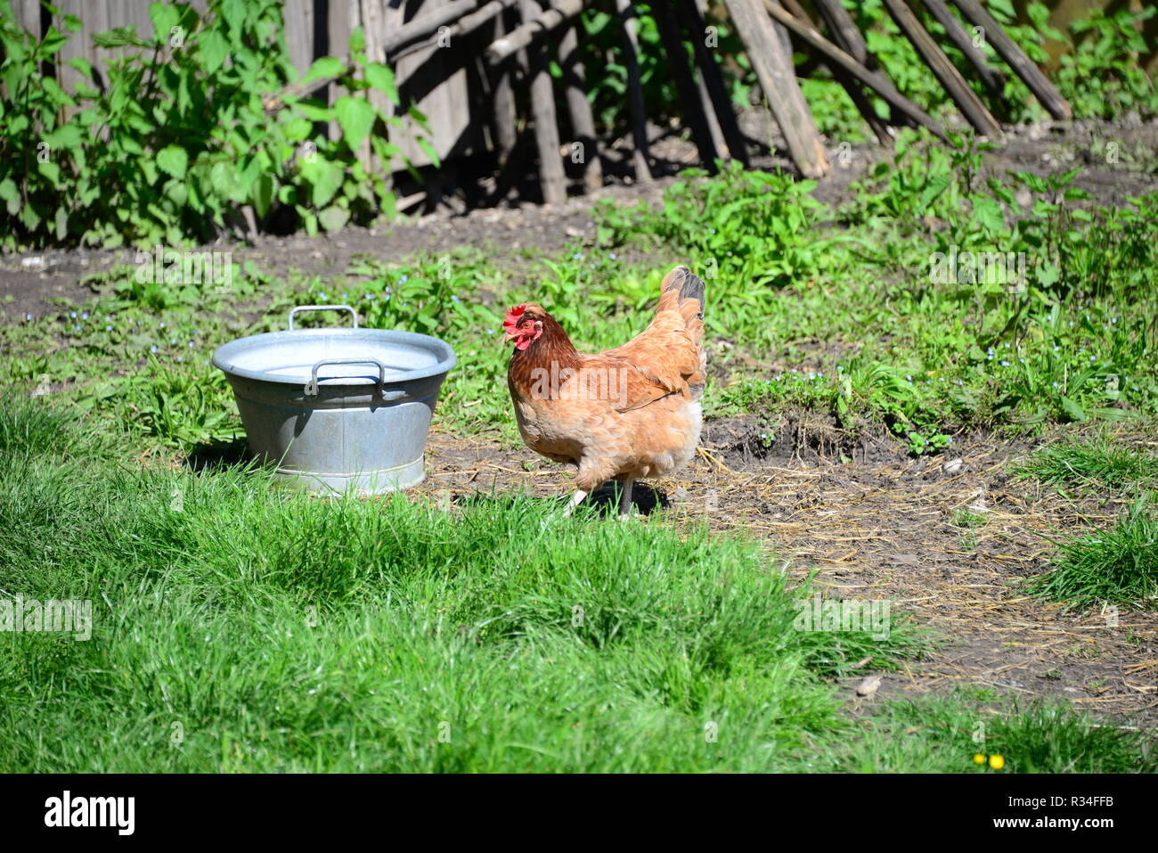 chicken / hahn on meadow Stock Photo - Alamy