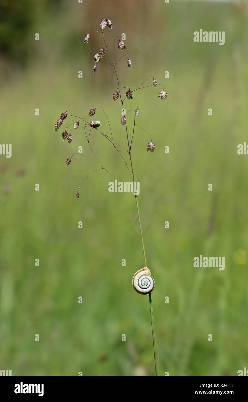 western heath snail (helicella itala) at quaking (briza media Stock ...