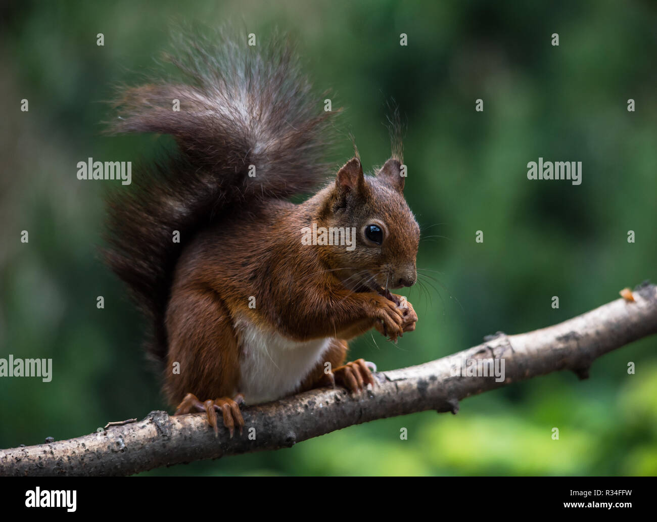 Sciurus vulgaris city hi-res stock photography and images - Alamy