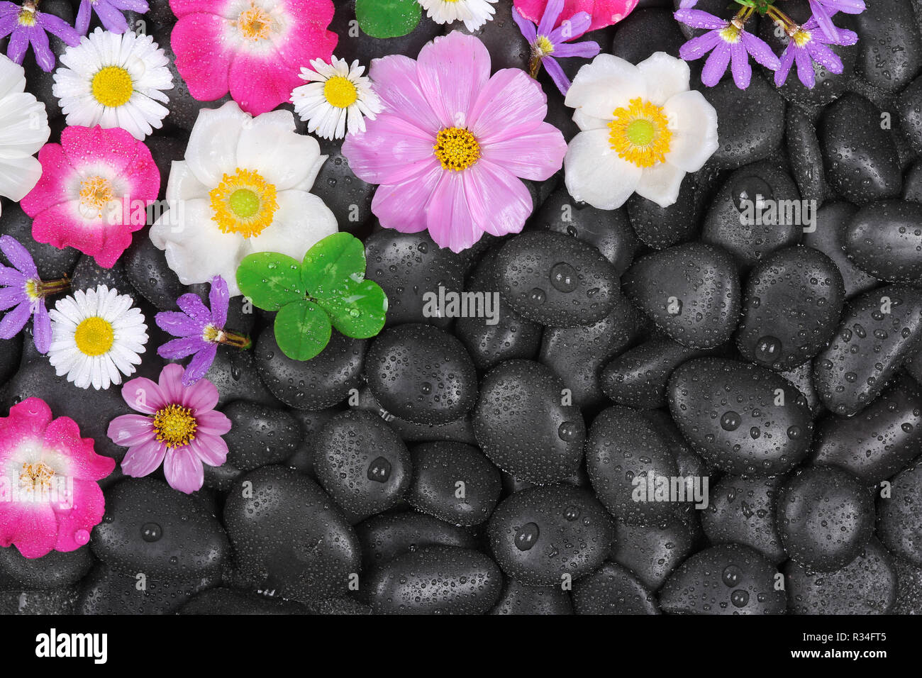 Purple flowers with white stones background hi-res stock photography ...