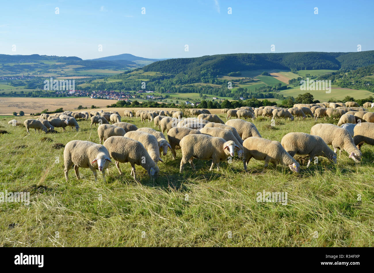 Bad feed fodder hi-res stock photography and images - Alamy