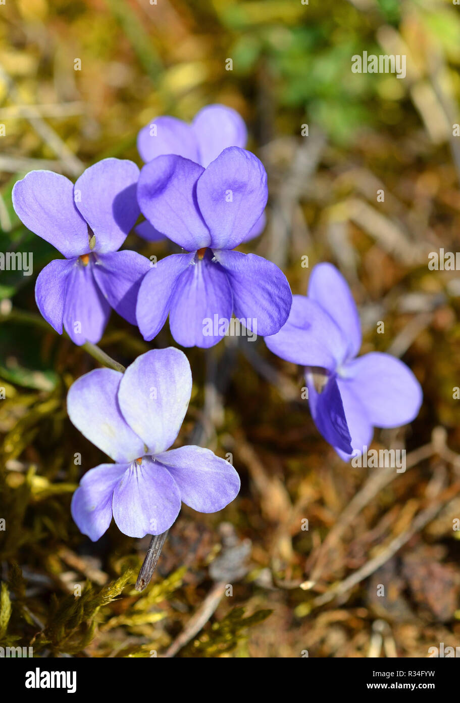 Violet grove hi-res stock photography and images - Alamy