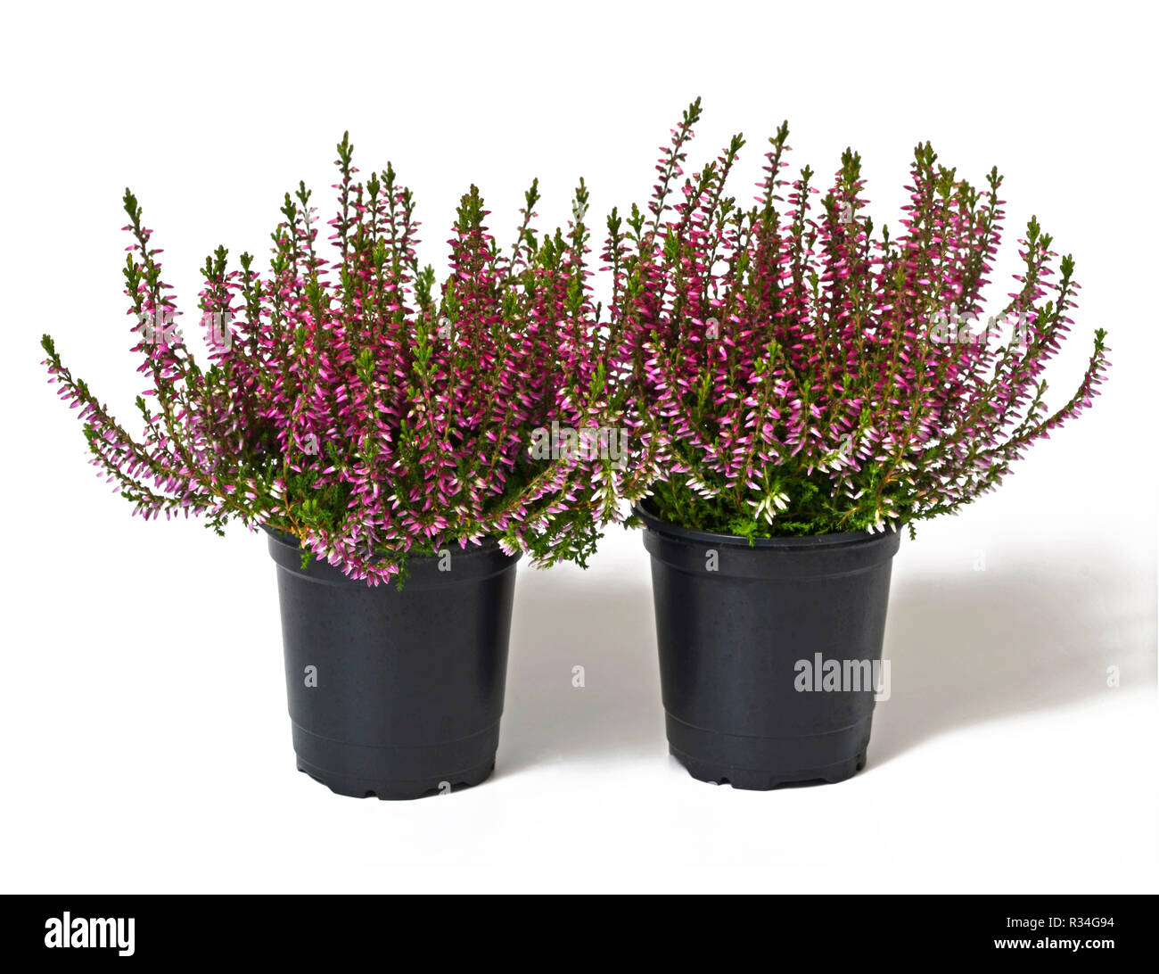 Pagan winter Cut Out Stock Images & Pictures - Alamy