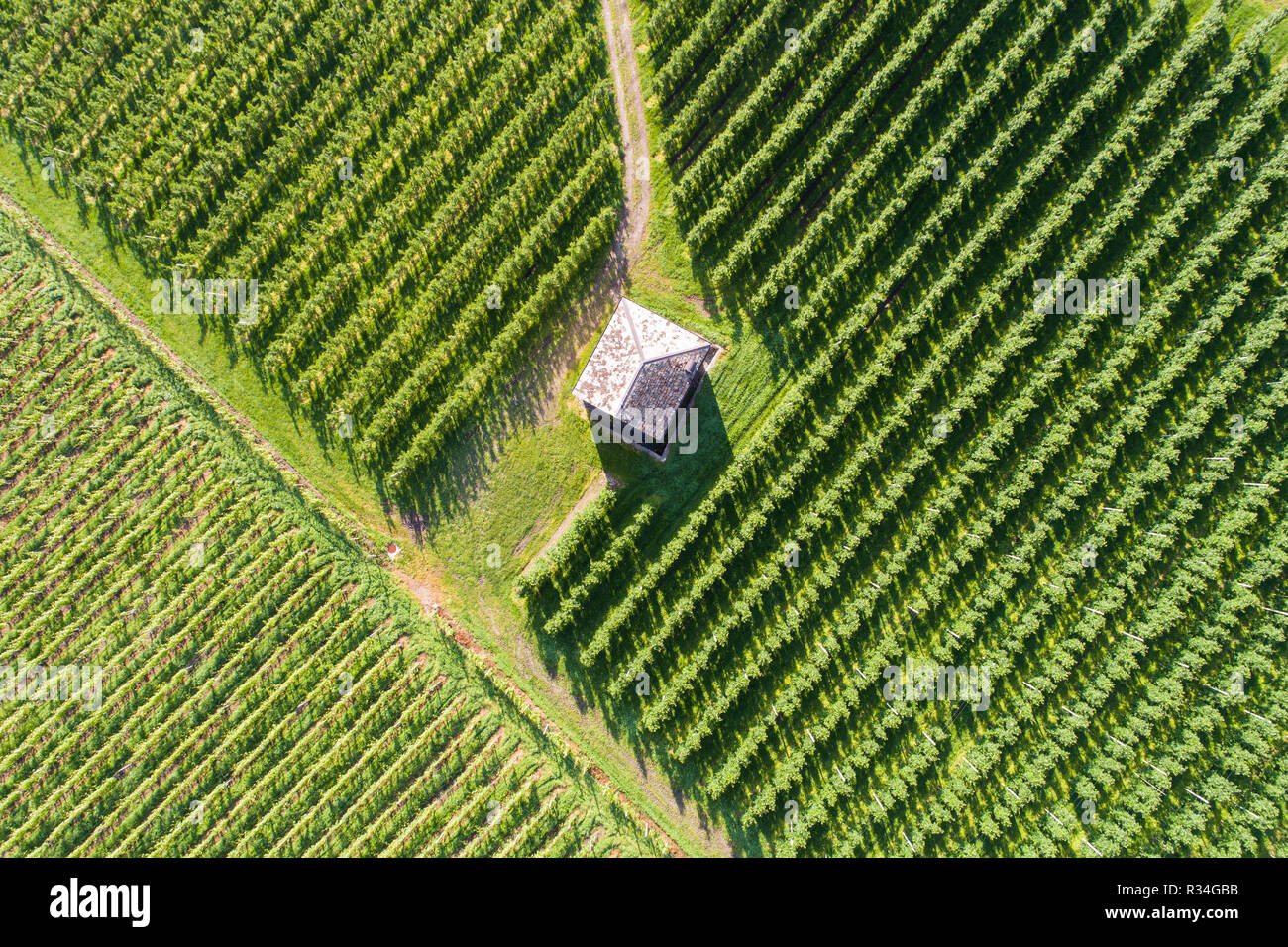 Vineyard and little house view from above. Aerial view - Valtellina ...