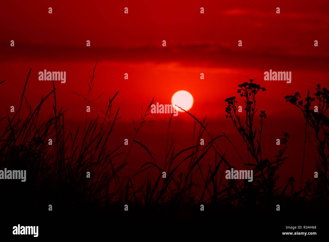 Purple (deep red) sunset with silhouette of meadow grass, nature eco ...