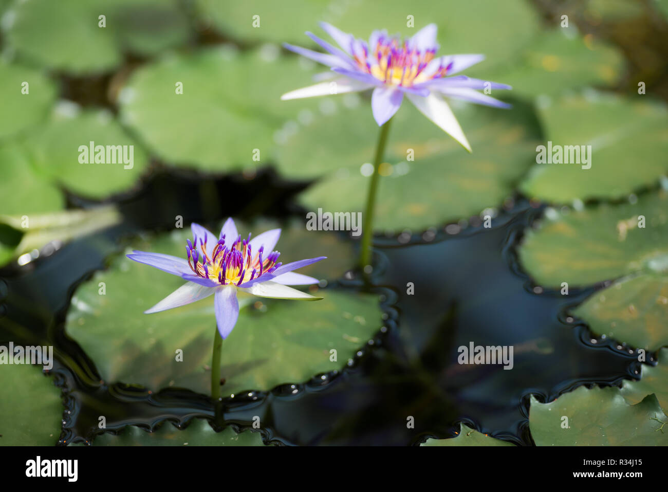 water lily in a pond Stock Photo - Alamy