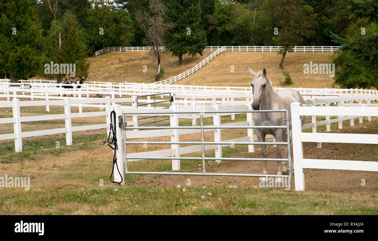 Stallion yard hill hi-res stock photography and images - Alamy