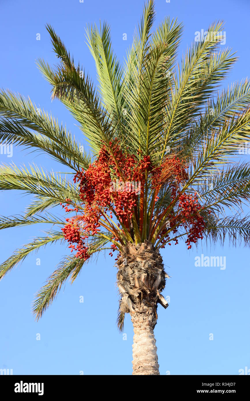 date palm in spain Stock Photo - Alamy