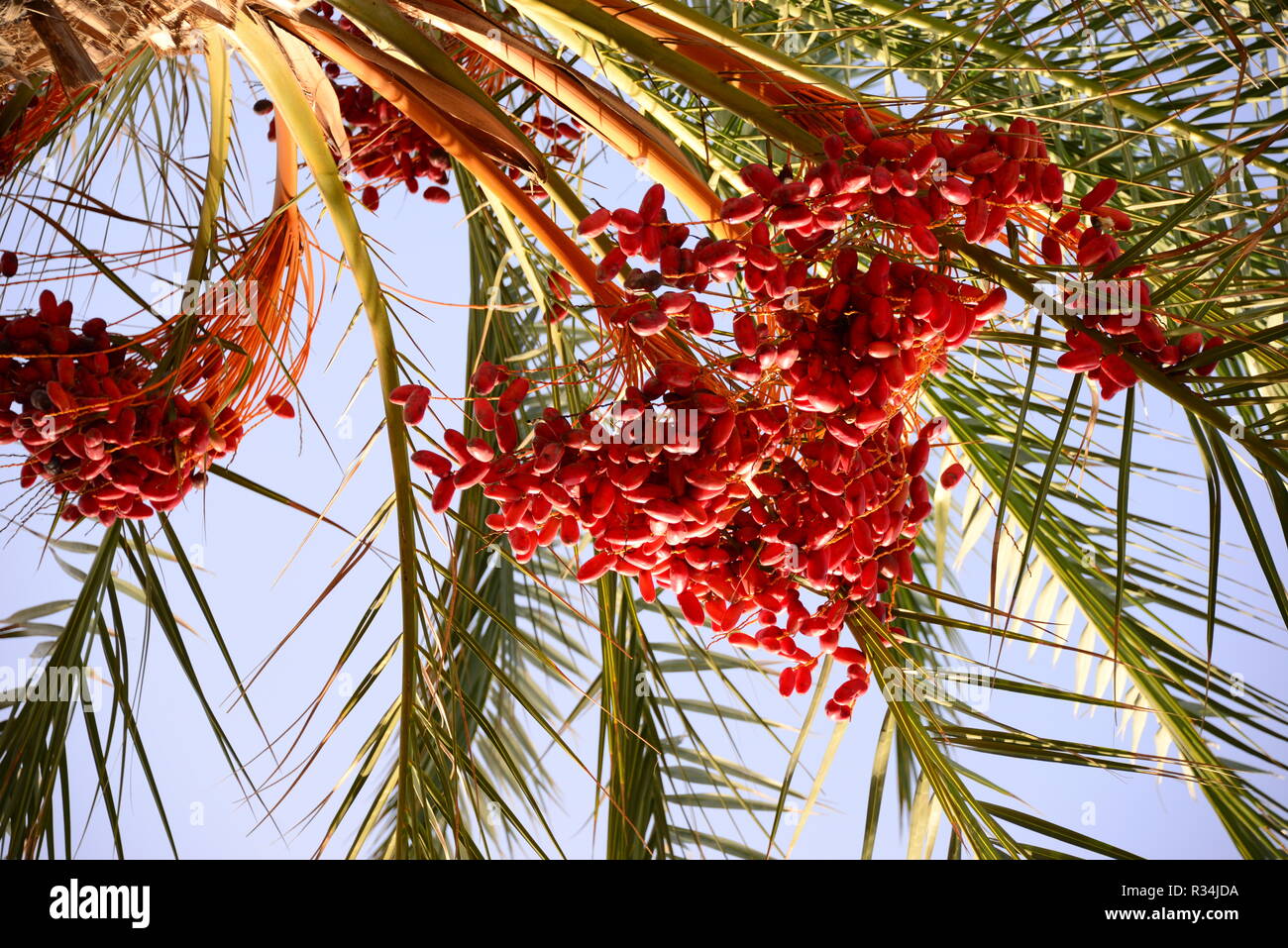 date palm in spain Stock Photo - Alamy