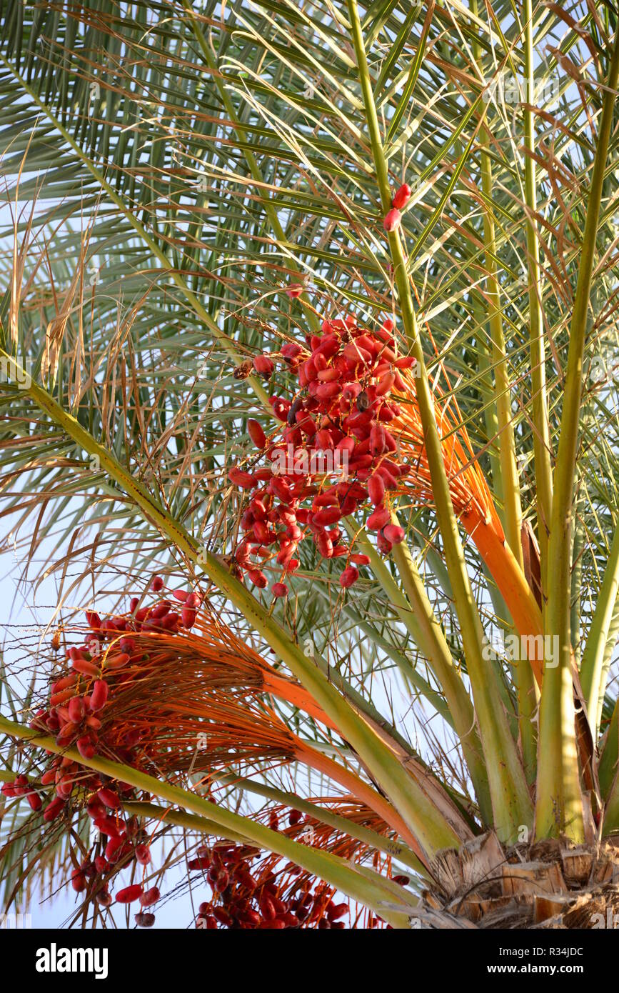 date palm in spain Stock Photo - Alamy