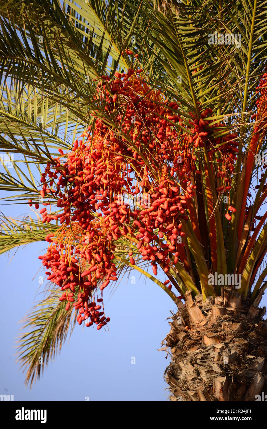 date palm in spain Stock Photo - Alamy