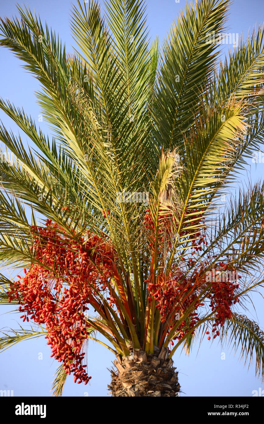 date palm in spain Stock Photo - Alamy