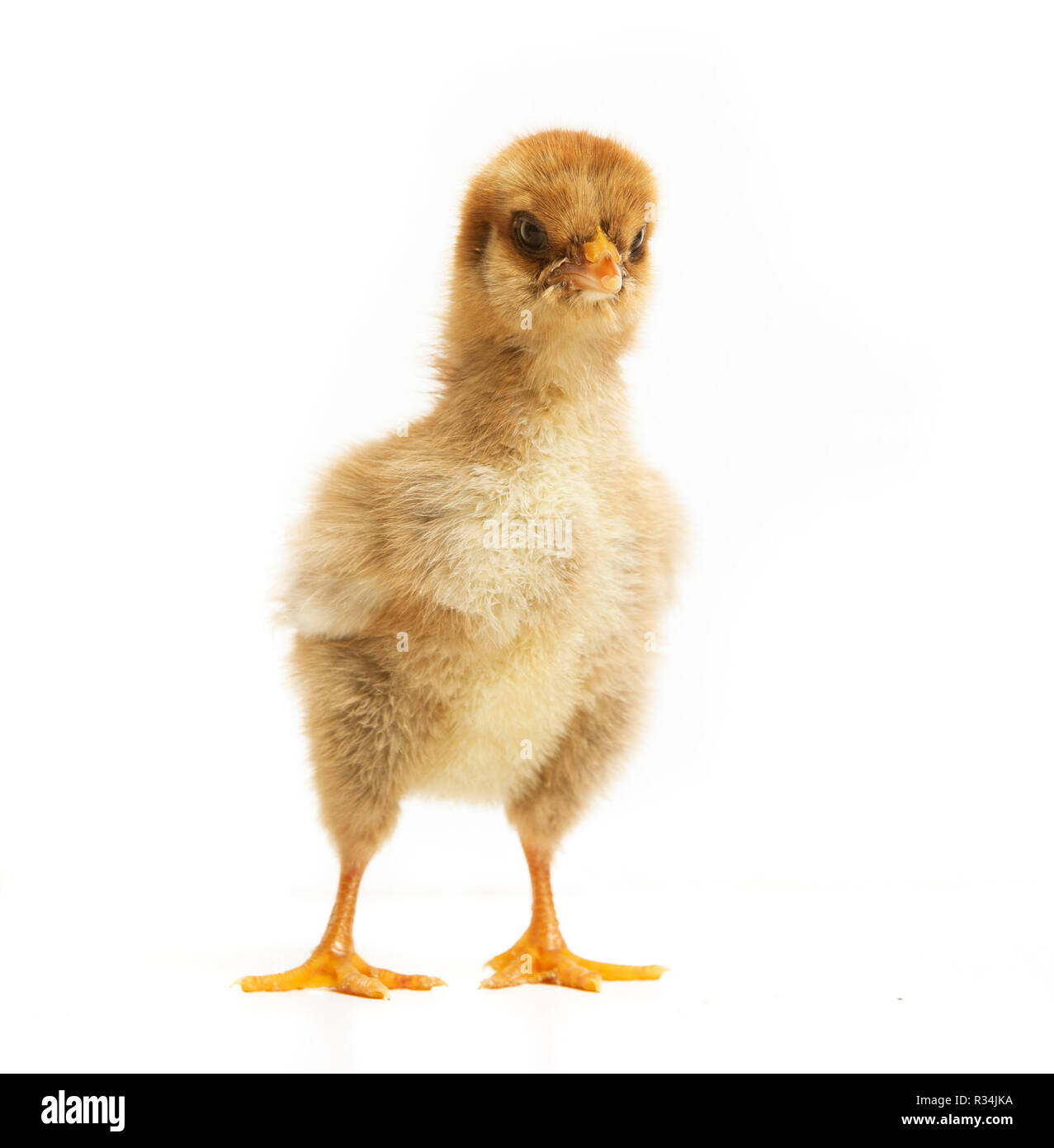 Pert chicken hi-res stock photography and images - Alamy