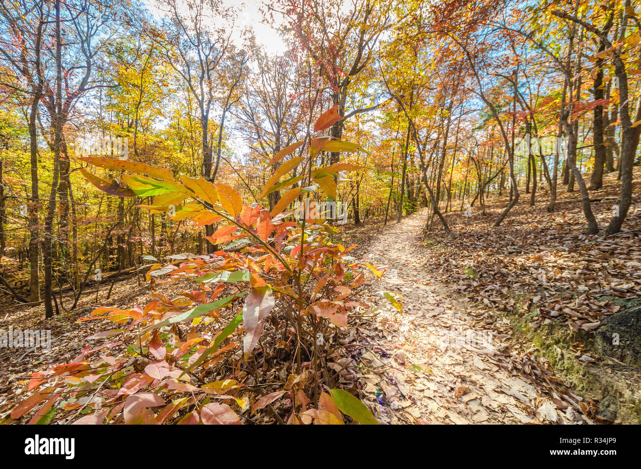 Hiking trail through fall hi-res stock photography and images - Alamy