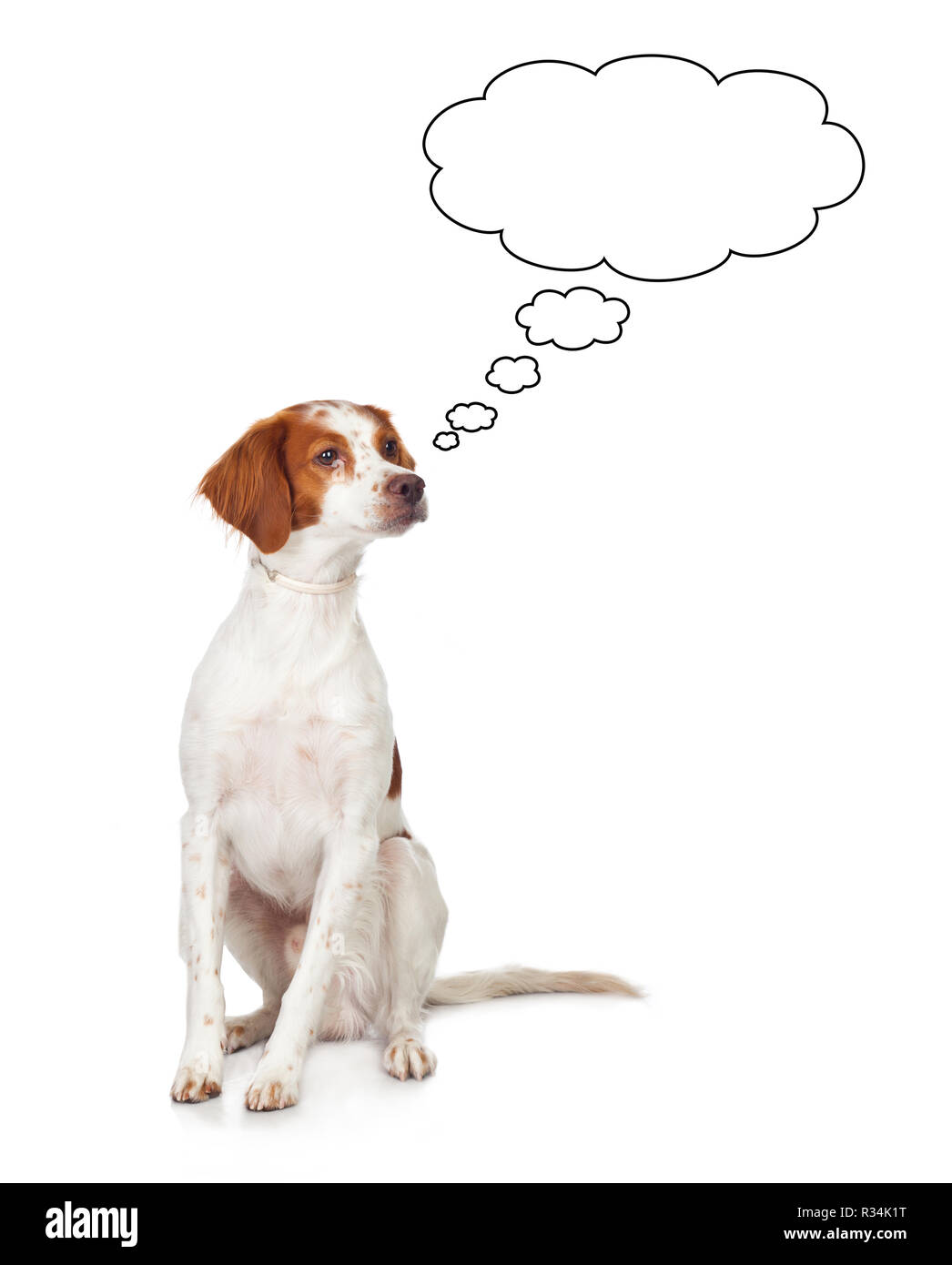 Approach dog Cut Out Stock Images & Pictures - Alamy