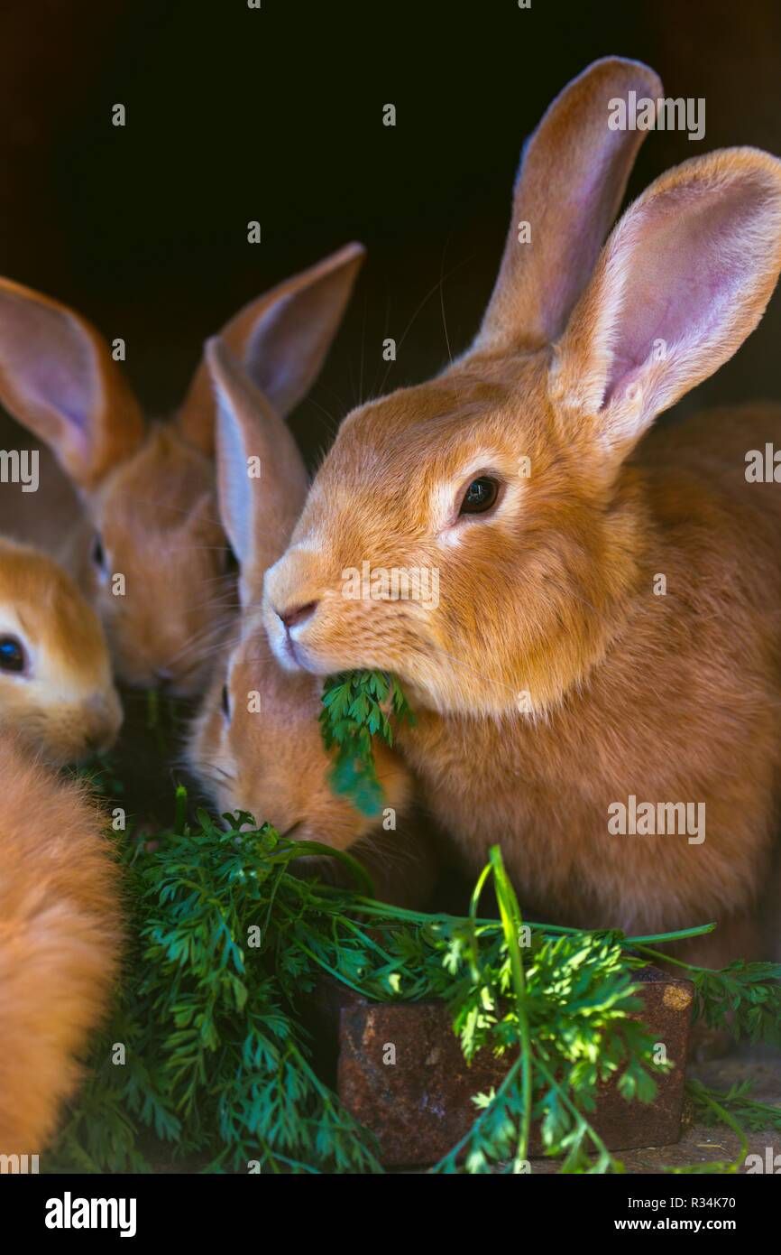 Small rabbits hi-res stock photography and images - Alamy