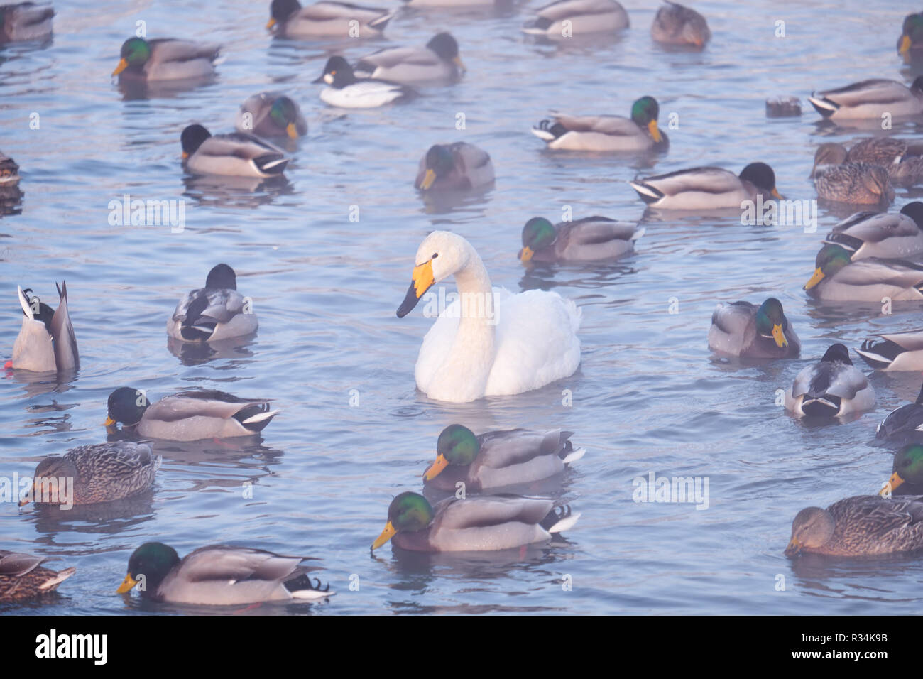 Lonely ducks hi-res stock photography and images - Alamy