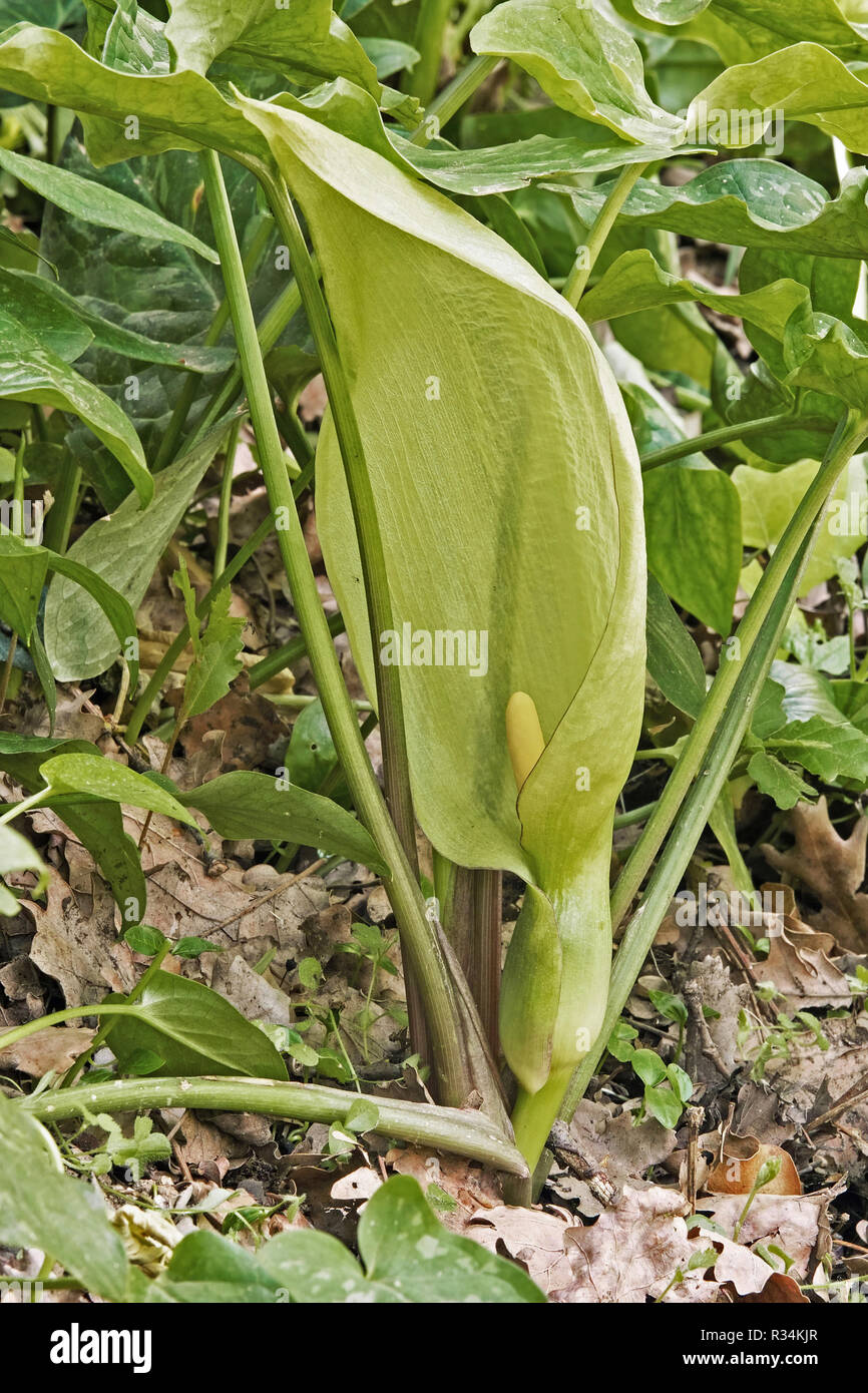 Spathe araceae hi-res stock photography and images - Alamy