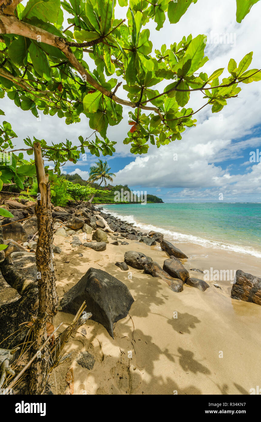Rocks and trees along a sunny tropical beach Stock Photo - Alamy