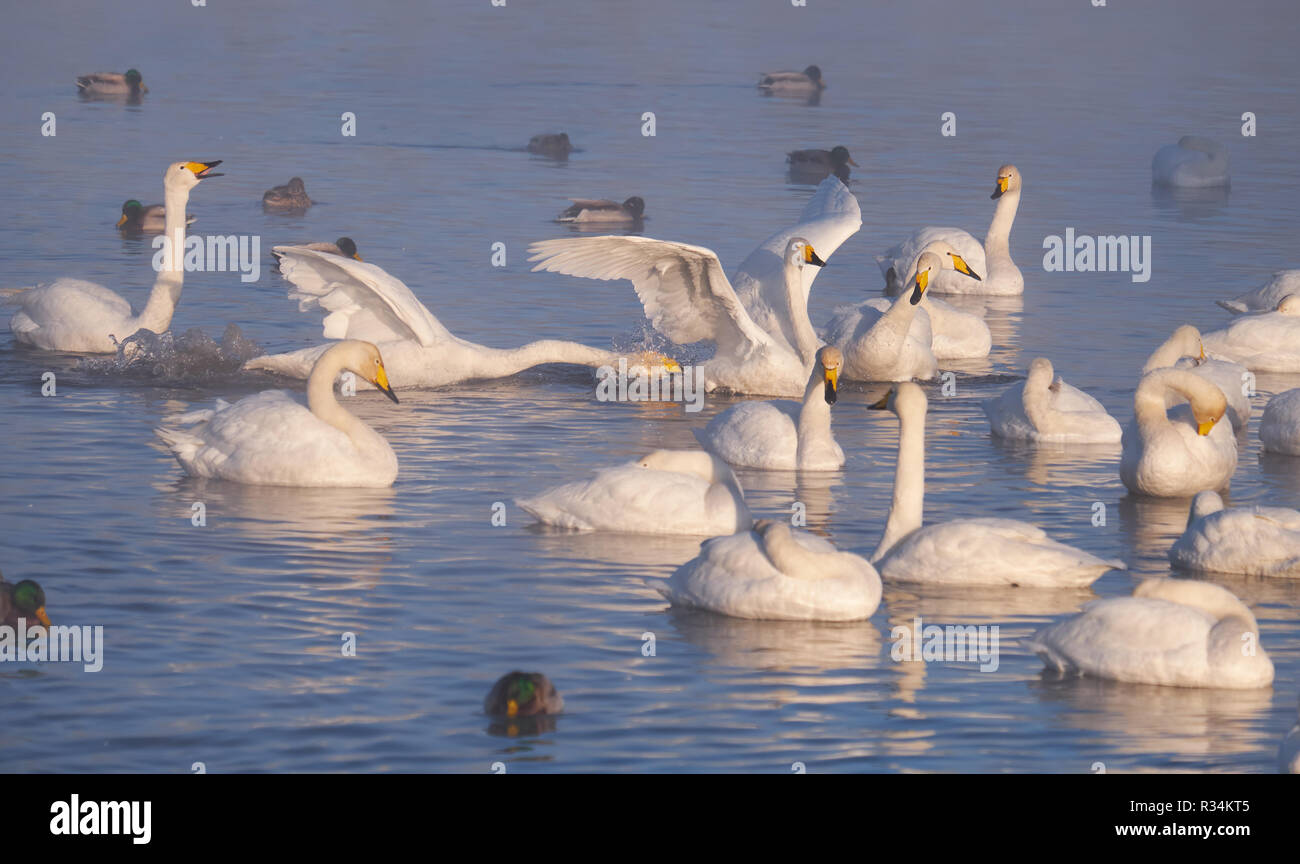 Cygnus cygnus - whooper swan flittering on Altai lake Svetloe Stock ...