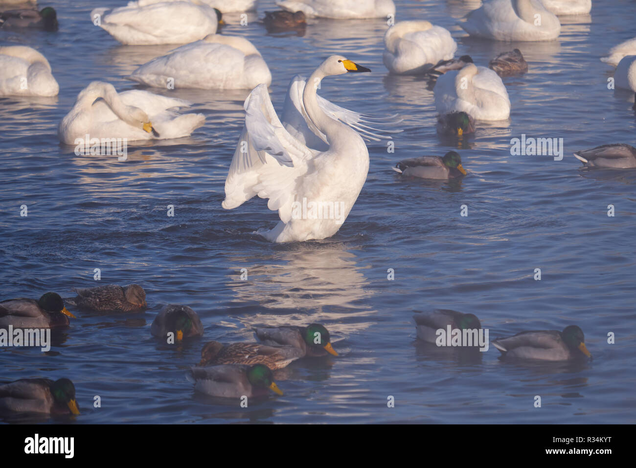 Cygnus cygnus - whooper swan flittering on Altai lake Svetloe Stock ...