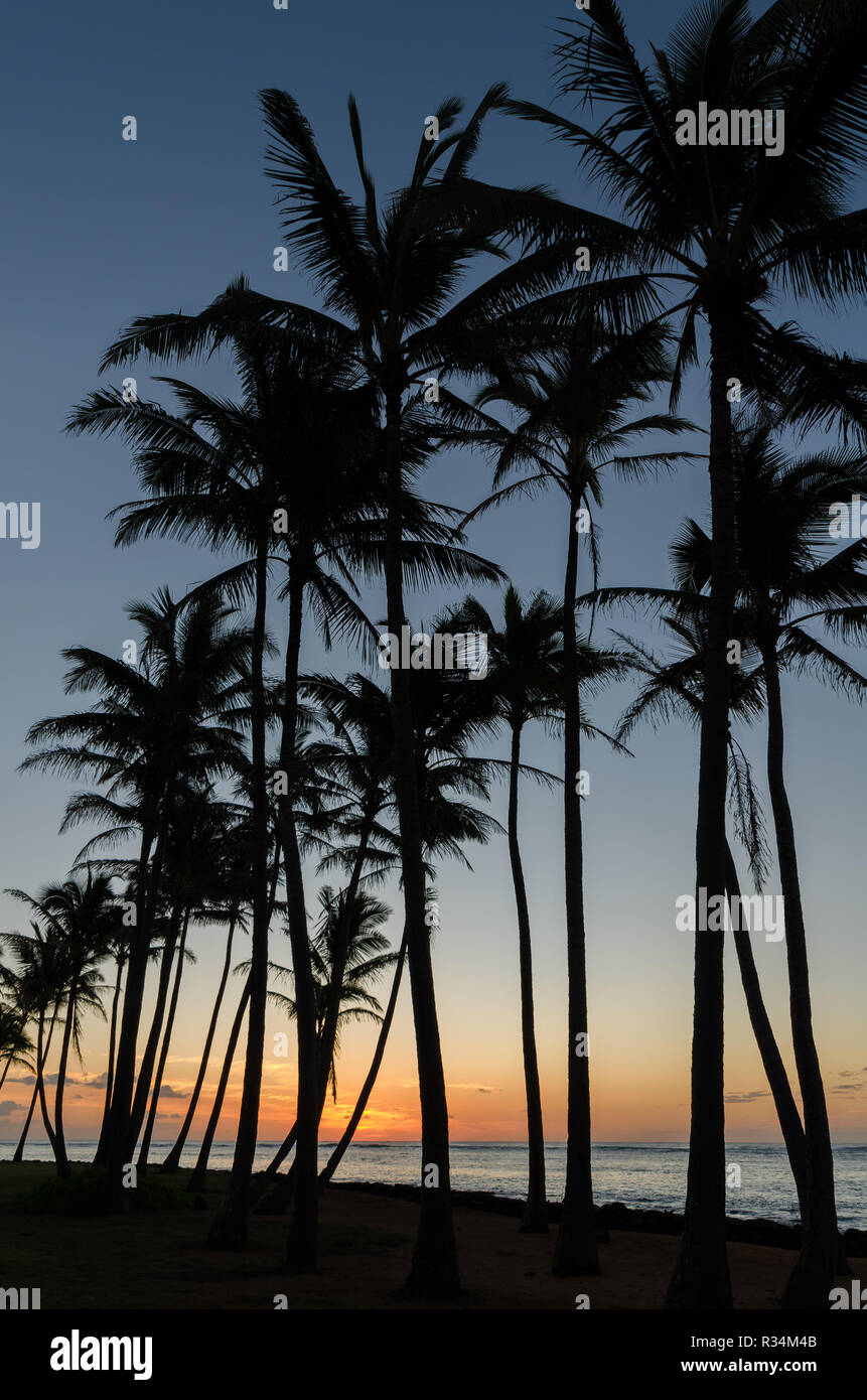 Palm Tree Beach Sunrise