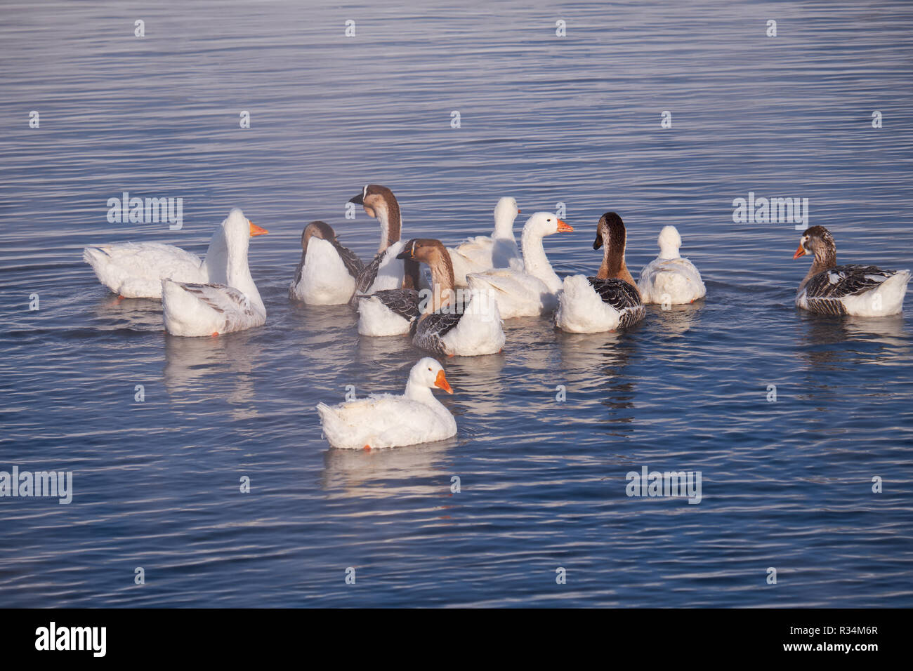 River ducks tourism geese hi-res stock photography and images - Alamy