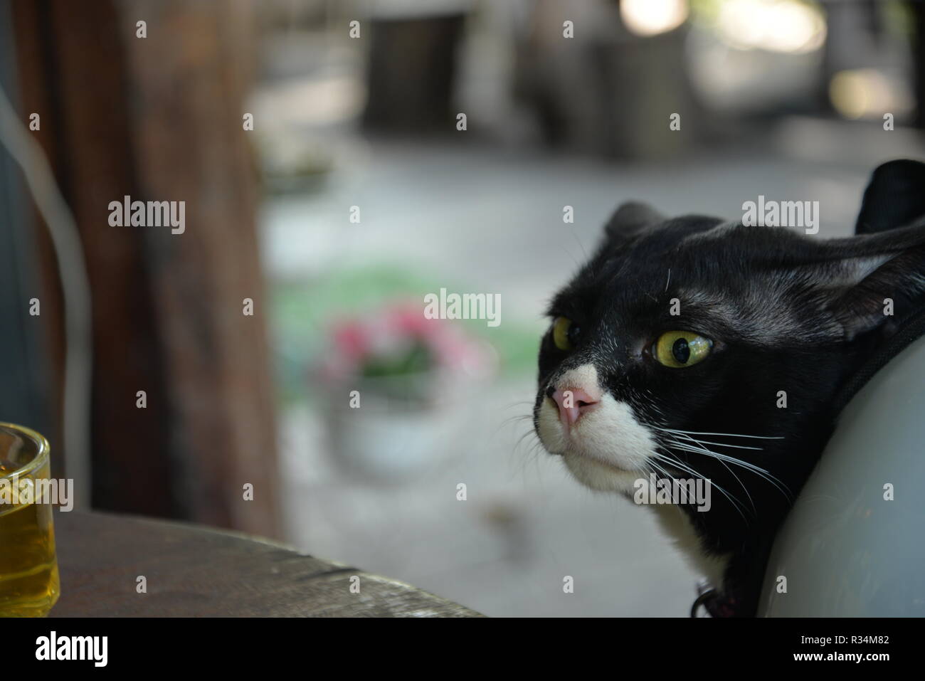 Cat gazing out from his travel pack, pasakdek Stock Photo - Alamy