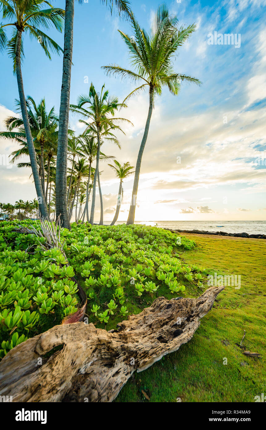 Coconut palm trees in a grove hi-res stock photography and images - Alamy