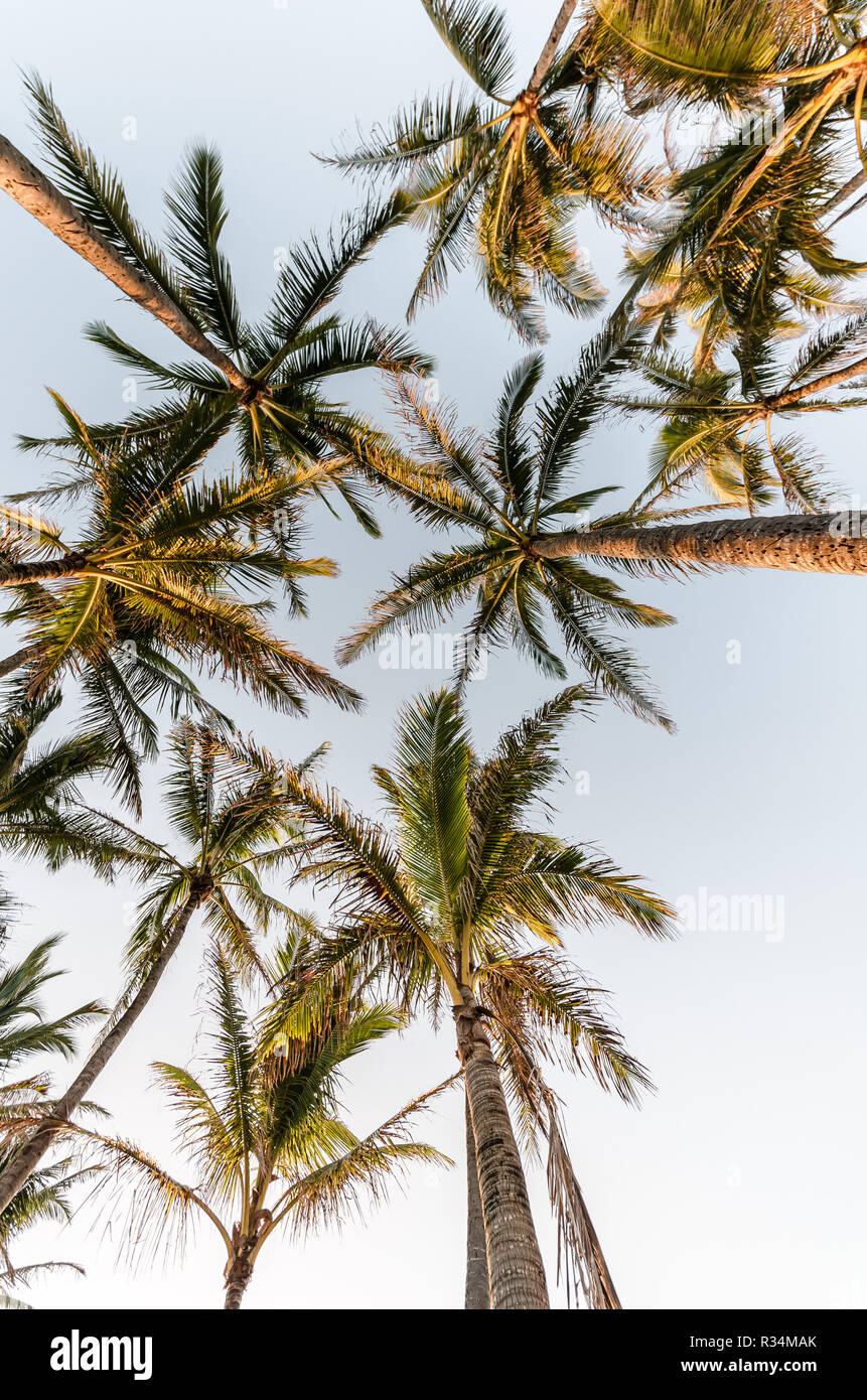 Looking up group palm trees hi-res stock photography and images - Alamy
