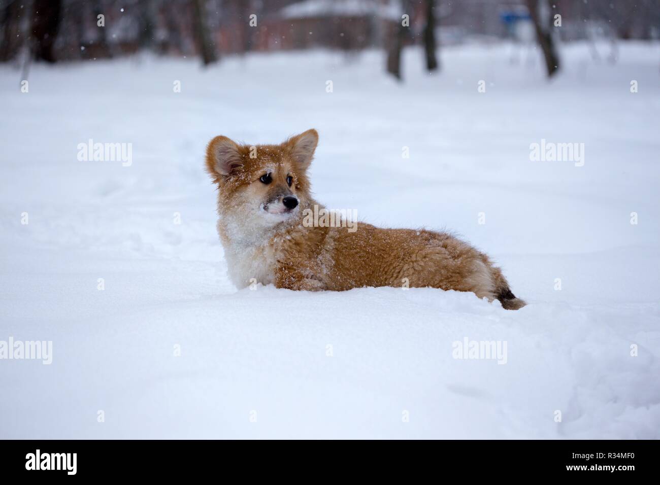 little cute corgi fluffy puppy at the outdoor close up portrait Stock ...