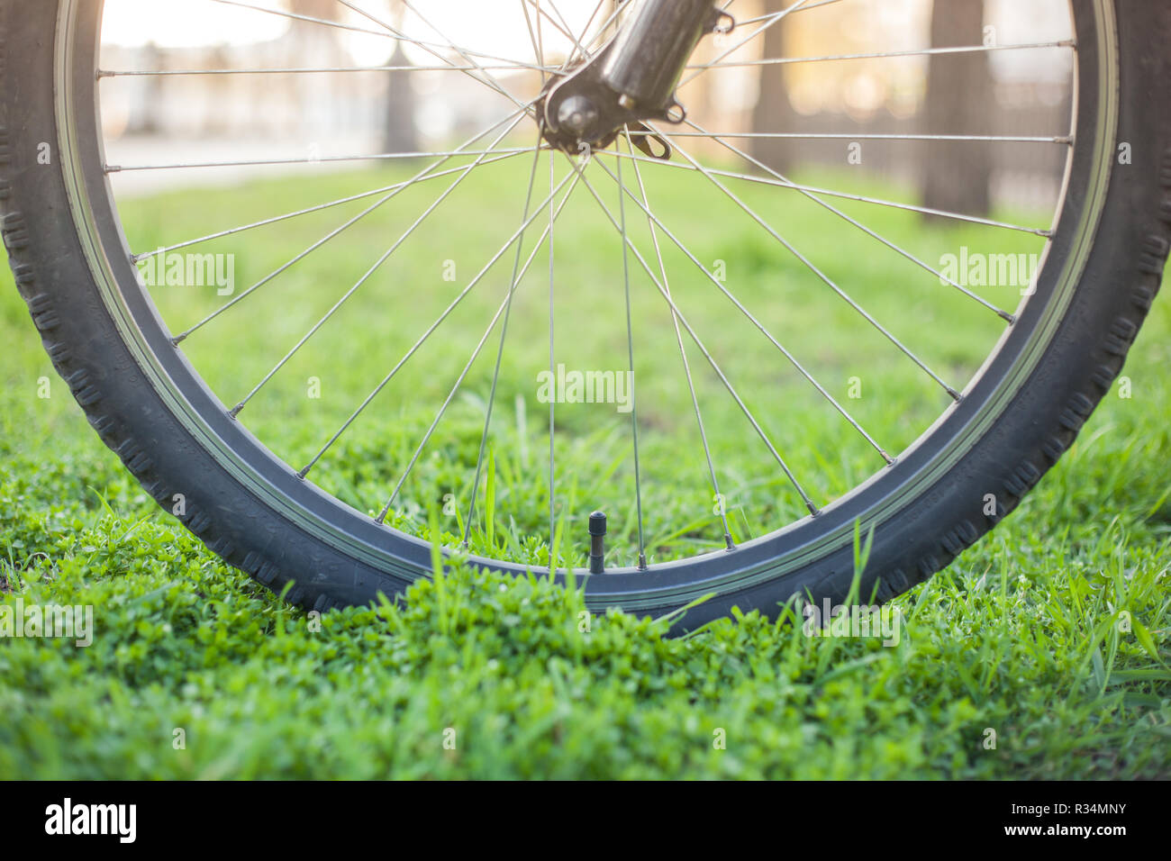 Mountain bike wheel on the green grass on the street in the spring ...